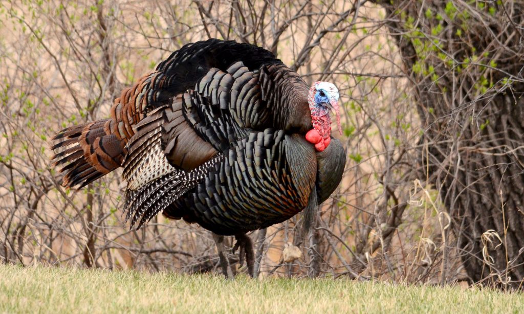 Copper Calls – Lights Out Custom Calls